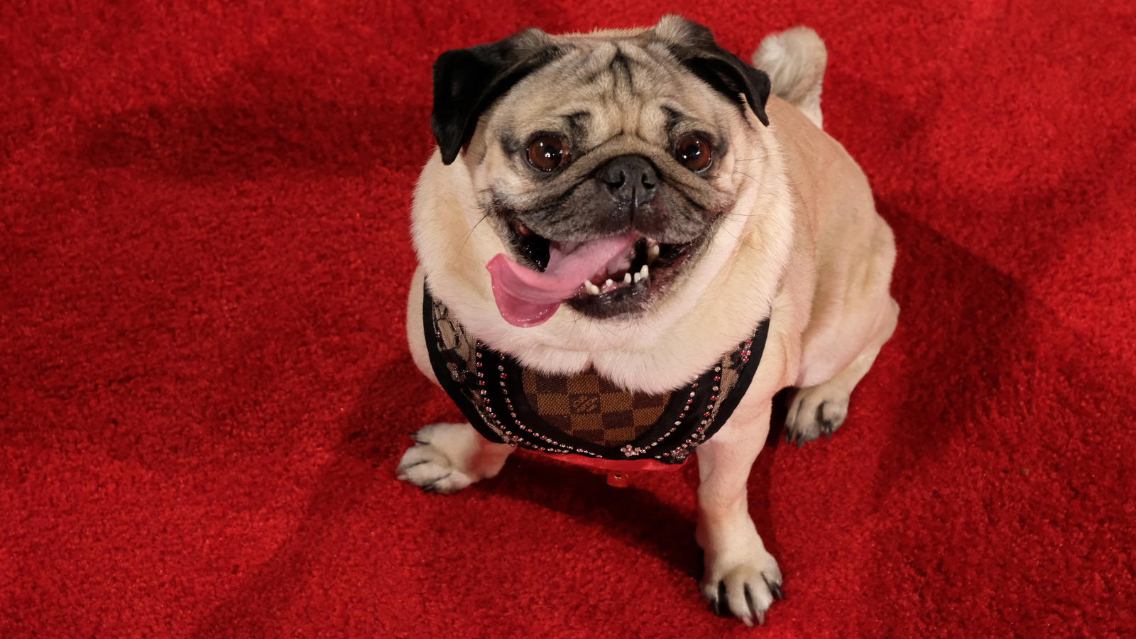 The Highest-Earning Celebrity Pets