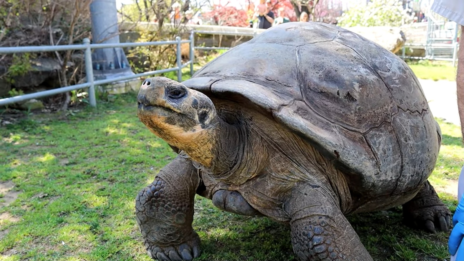 The Land Animal That Became A New Parent At An Age Humans Can Only Dream Of