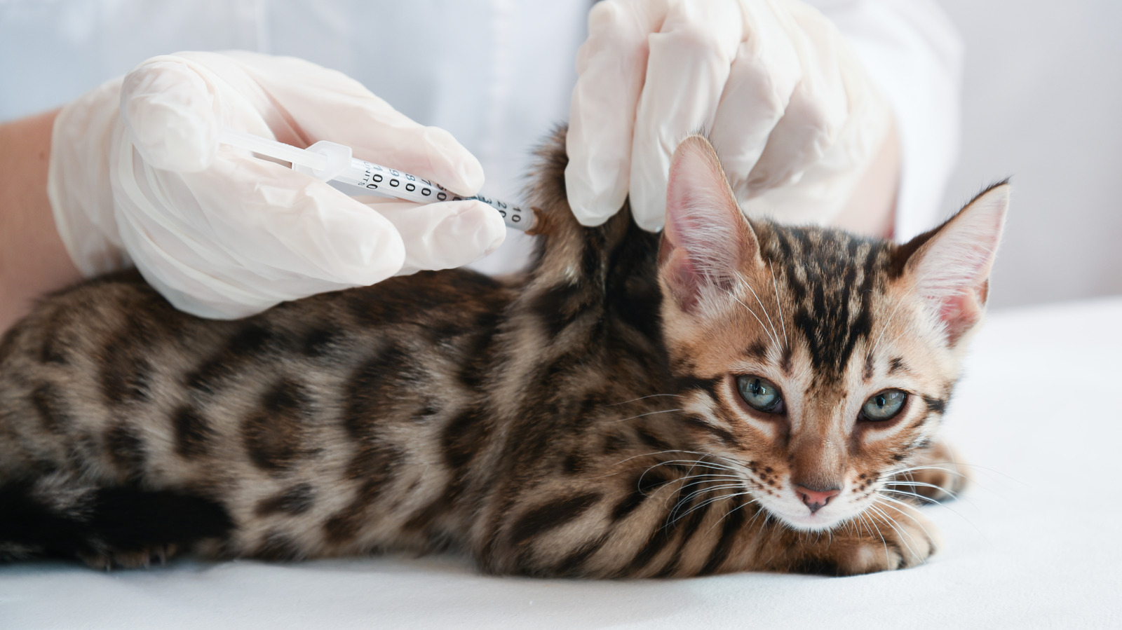 The Most Common Side Effects Of A Rabies Vaccination In Cats