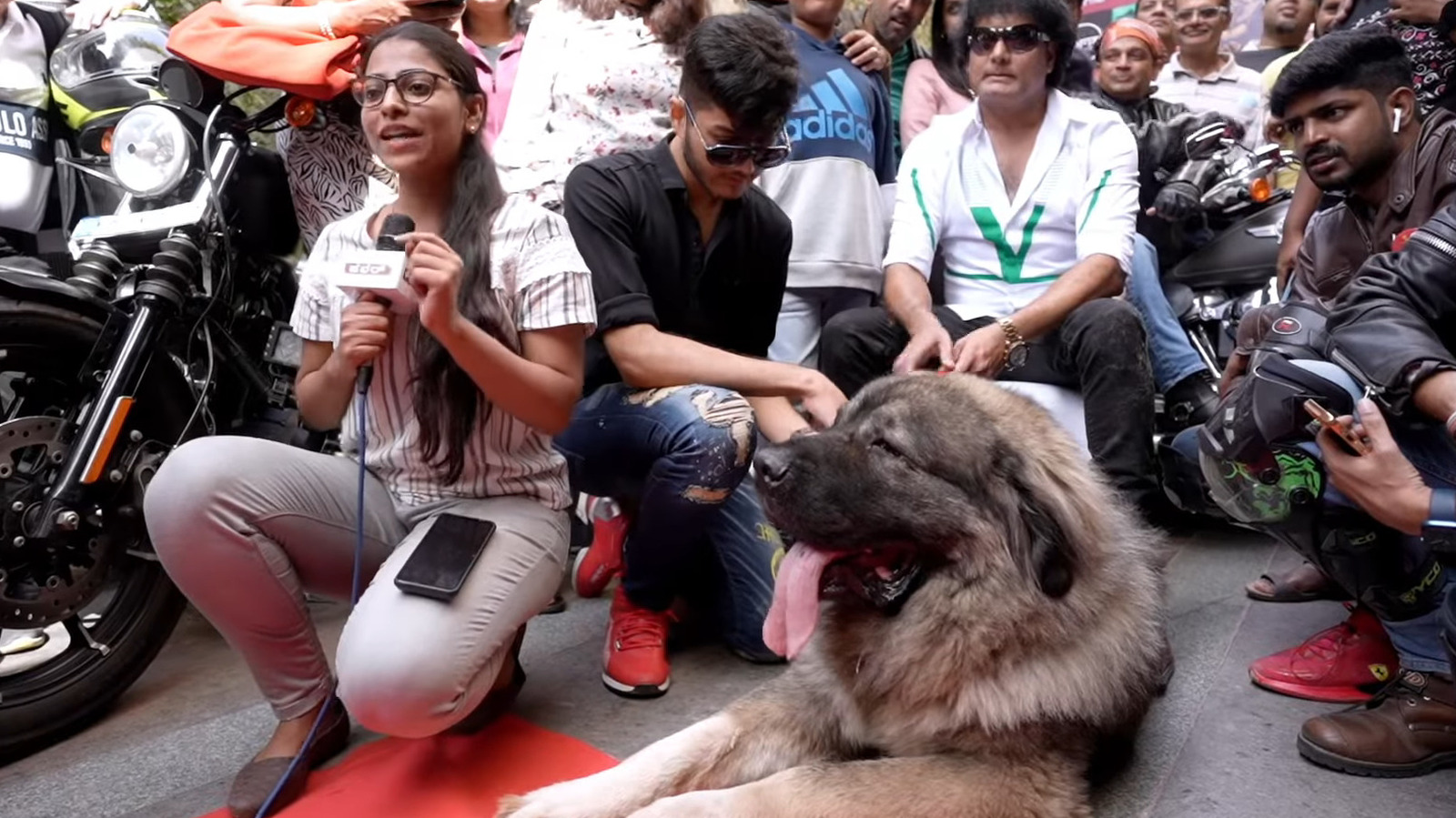 The Most Expensive Puppy Sold For $5 Million At Auction & Is A Rare Dog ...