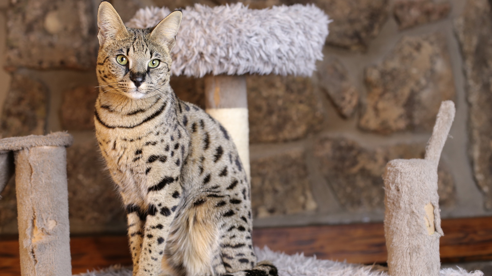 The Most Expensive Types Of Pets You Can Buy
