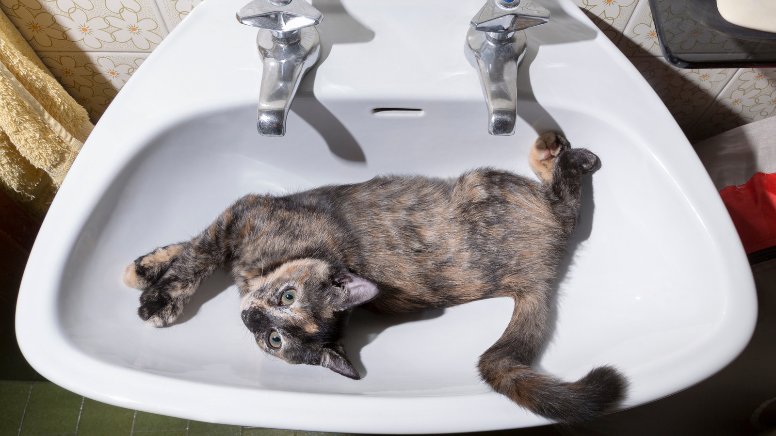 The Mystery Behind Your Cat's Bleach Obsession Explained