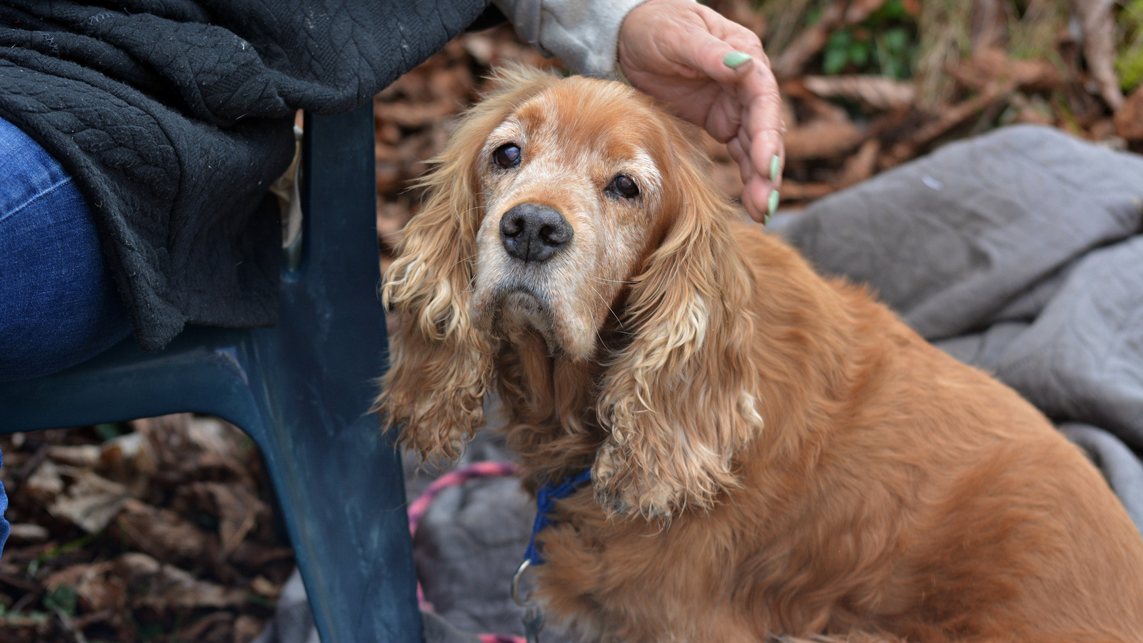 The Oldest Pets To Ever Live