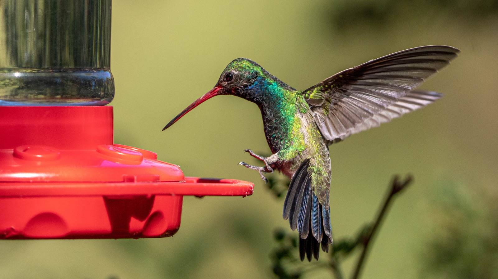 The Only Type Of Sugar You Should Use In Hummingbird Nectar