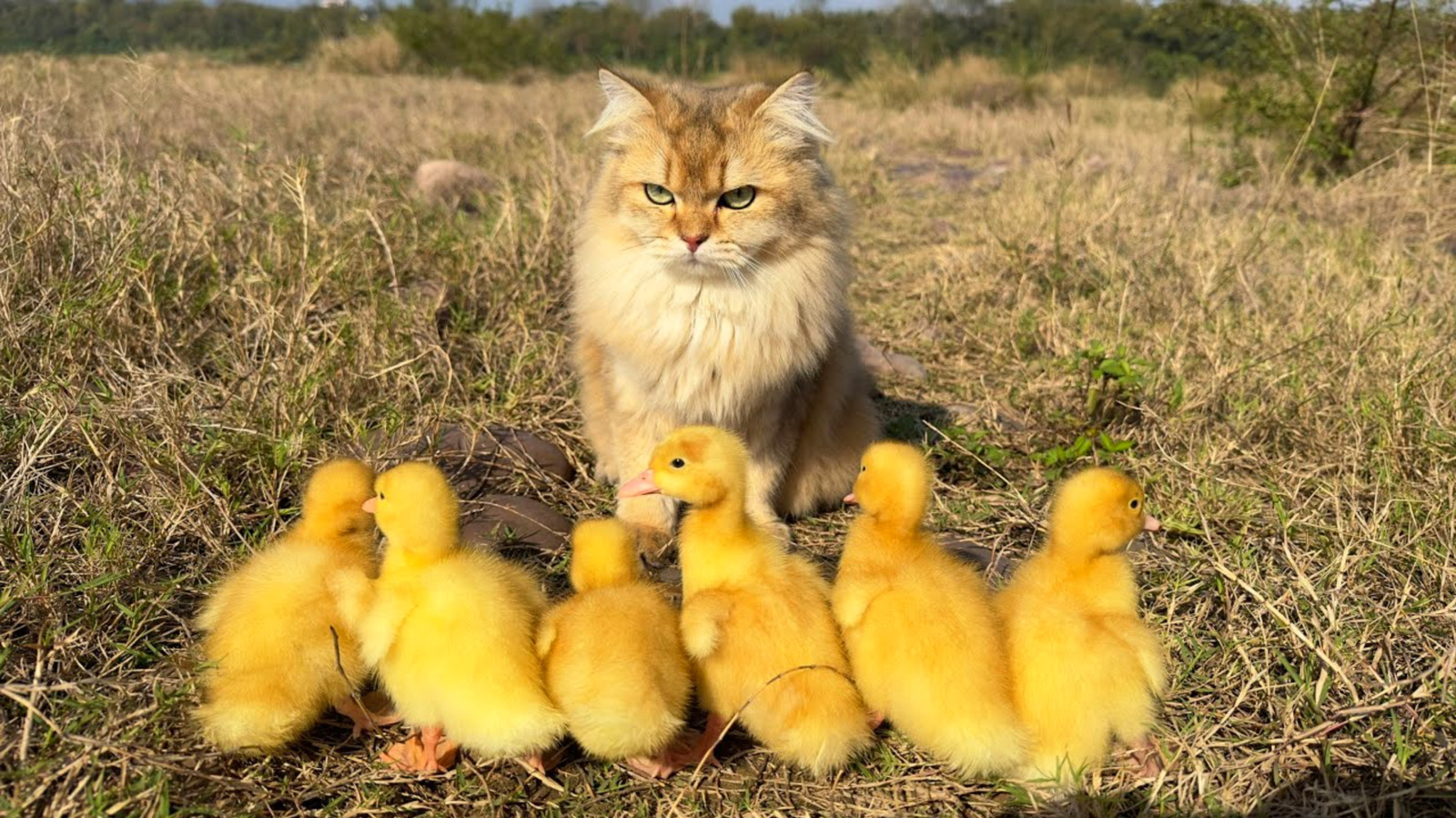 The Reason Baby Ducks Follow Mother Cats (And Other Animals) Is So ...