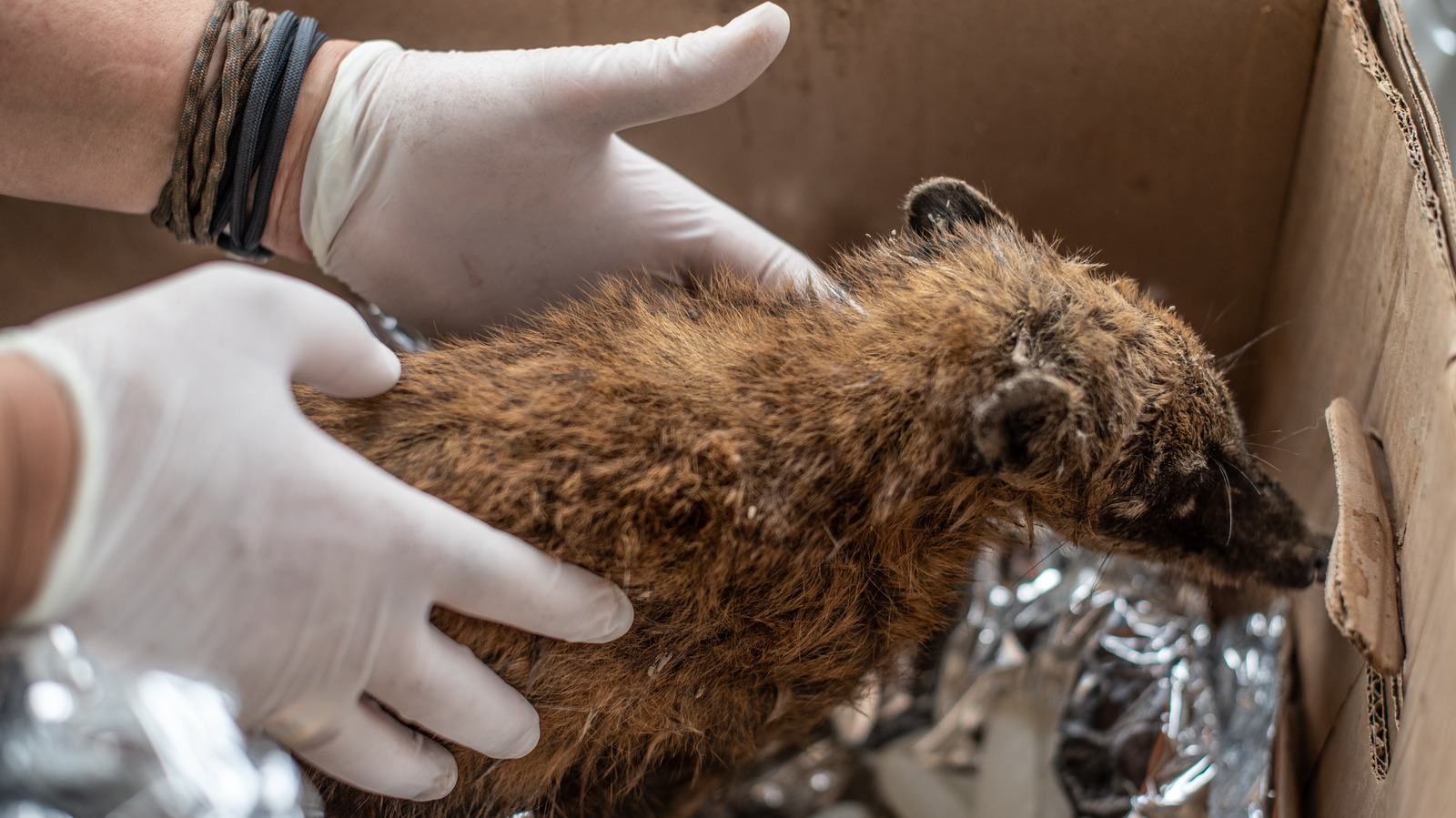 The Steps To Take If You Encounter An Injured Wild Animal