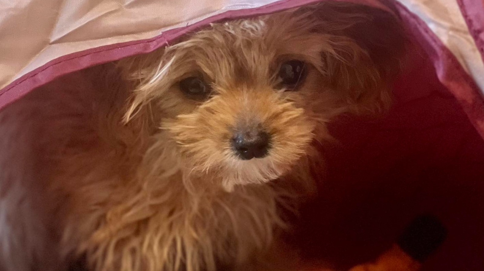 The Tragic Loss Of One Of The Smallest Competitors In Puppy Bowl History