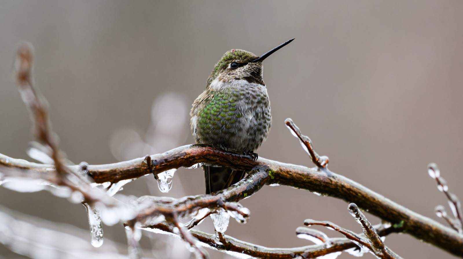 The Unexpected Reality Of How Hummingbirds Survive Winter