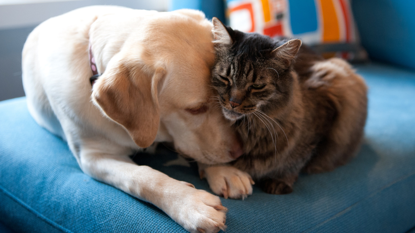 The Unhealthy Habit That's Making Your Pets Sick, Too