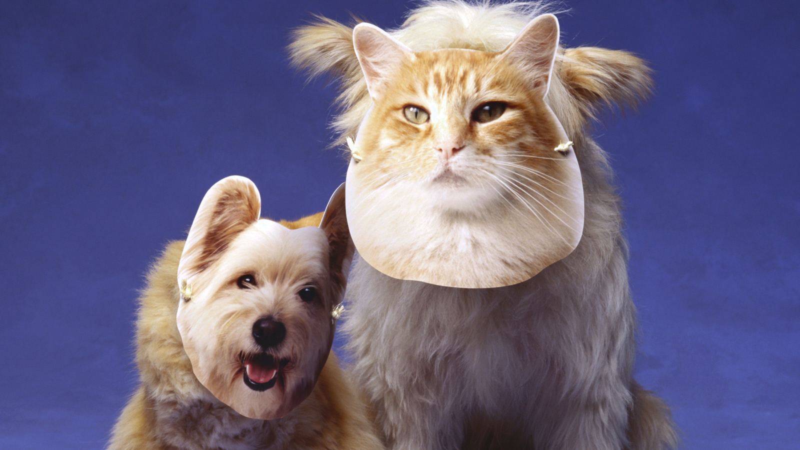 These Very Unusual 'Dogs' Would Like You To Pet Them, Please