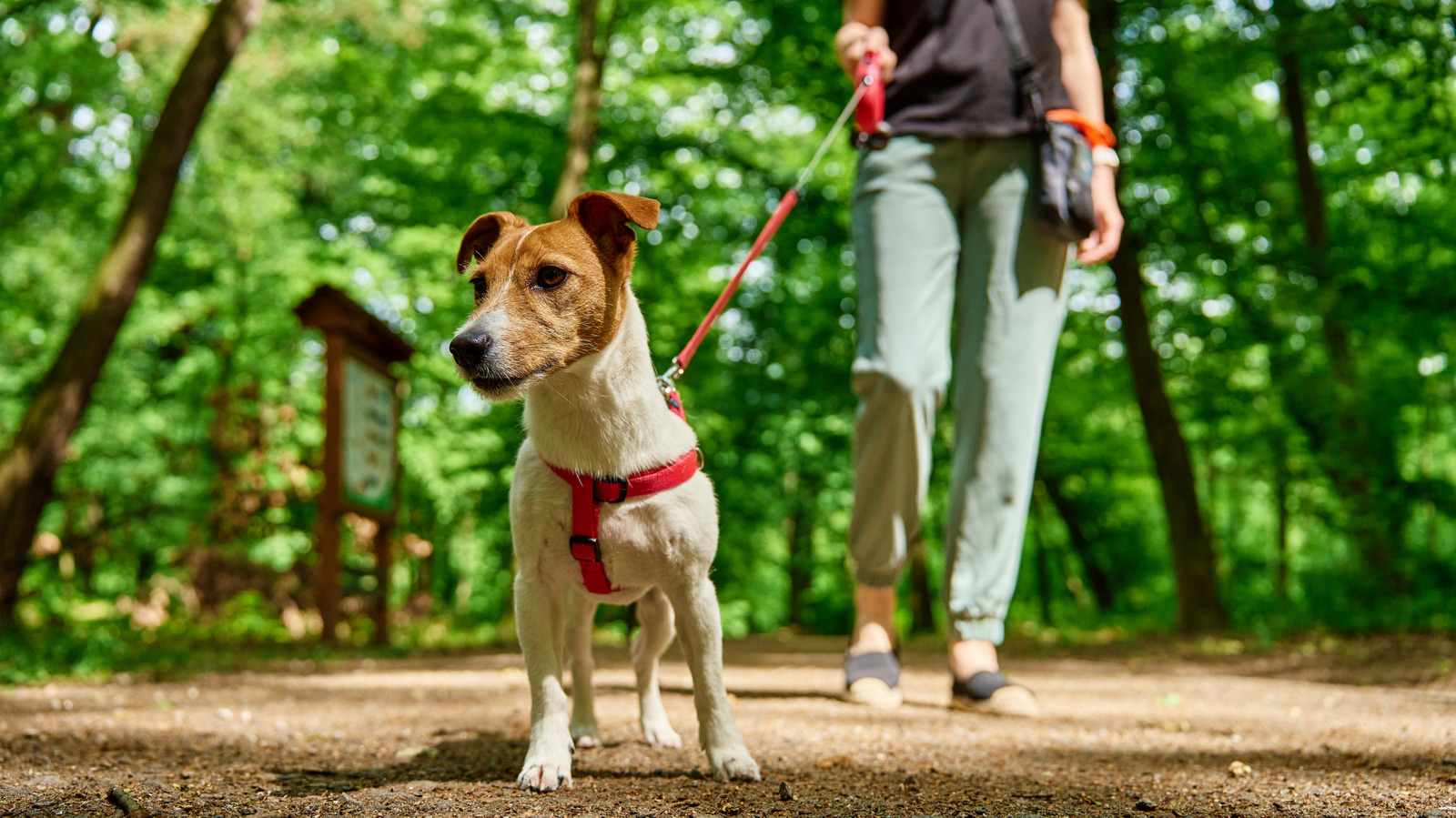These Are The Most Affordable Dog Breeds, According To Research