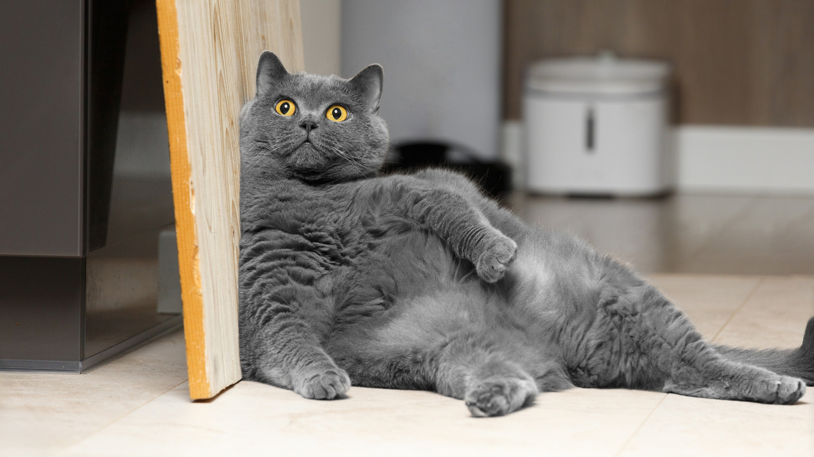 These Are The Only Colors Cats Can Actually See