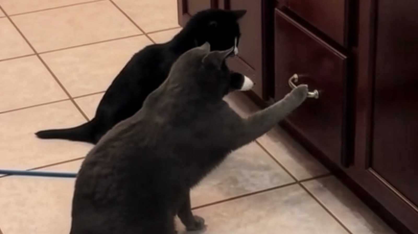 These Cats Are Hilariously Obsessed With A Specific Kitchen Drawer ...