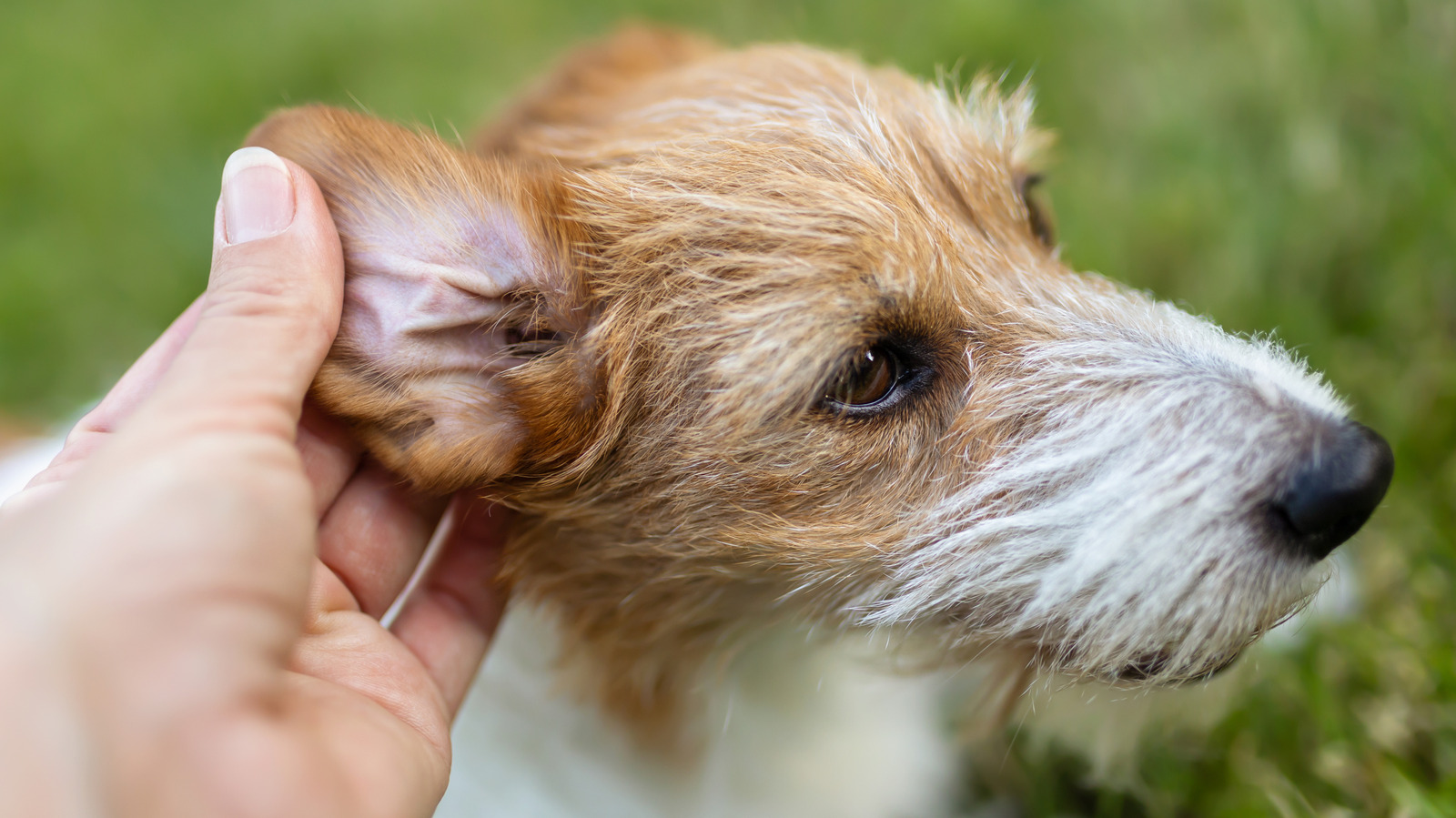 These Symptoms Are Warning Signs That Your Dog Has An Ear Infection