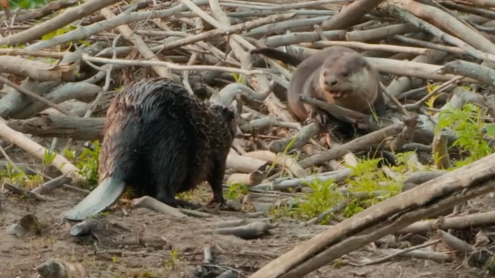 This California Animal Species Being Called 'Nature's Swiss Army Knife ...