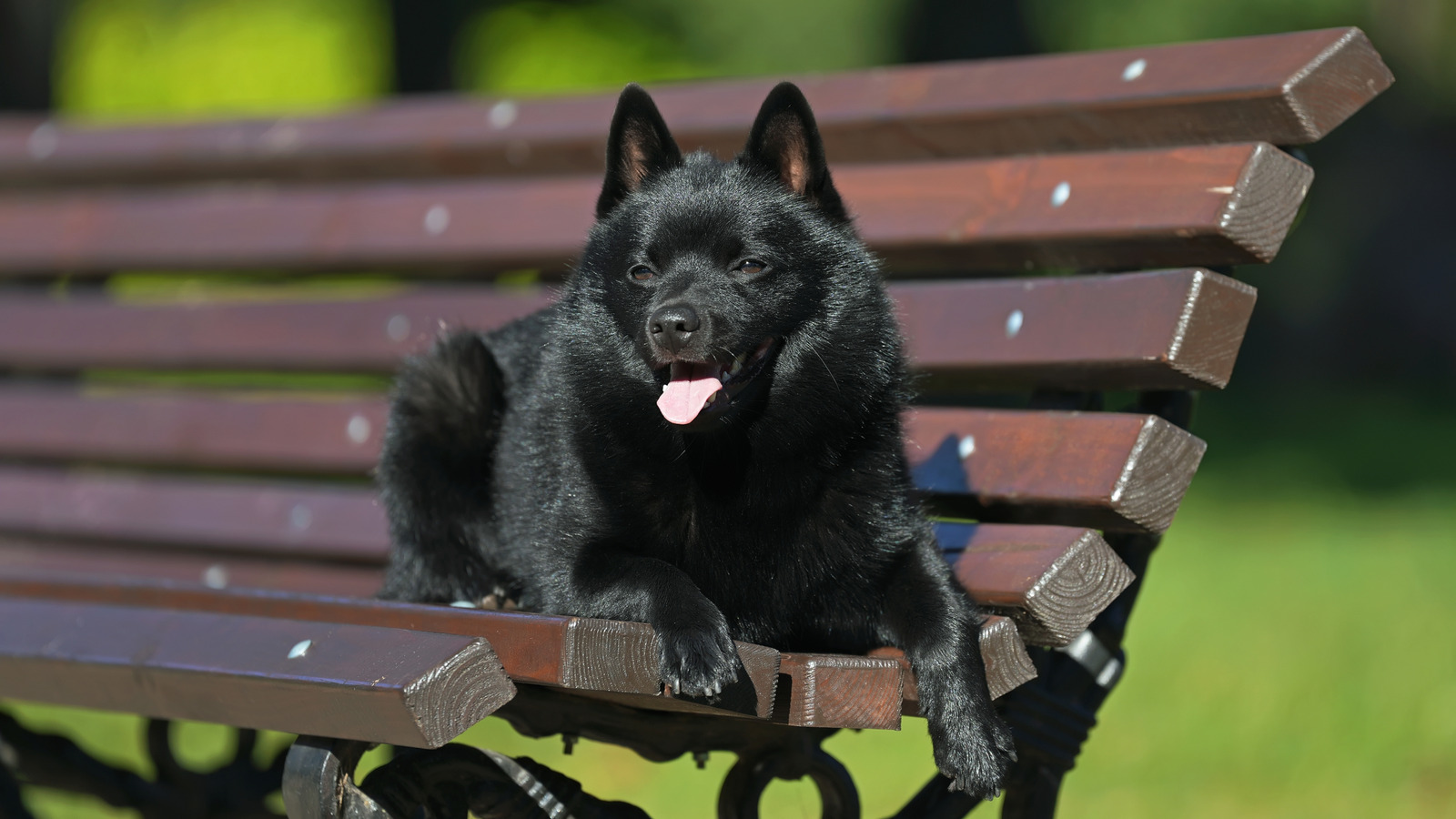 This Underrated Smaller Guard Dog Breed Could Become The 'Little ...