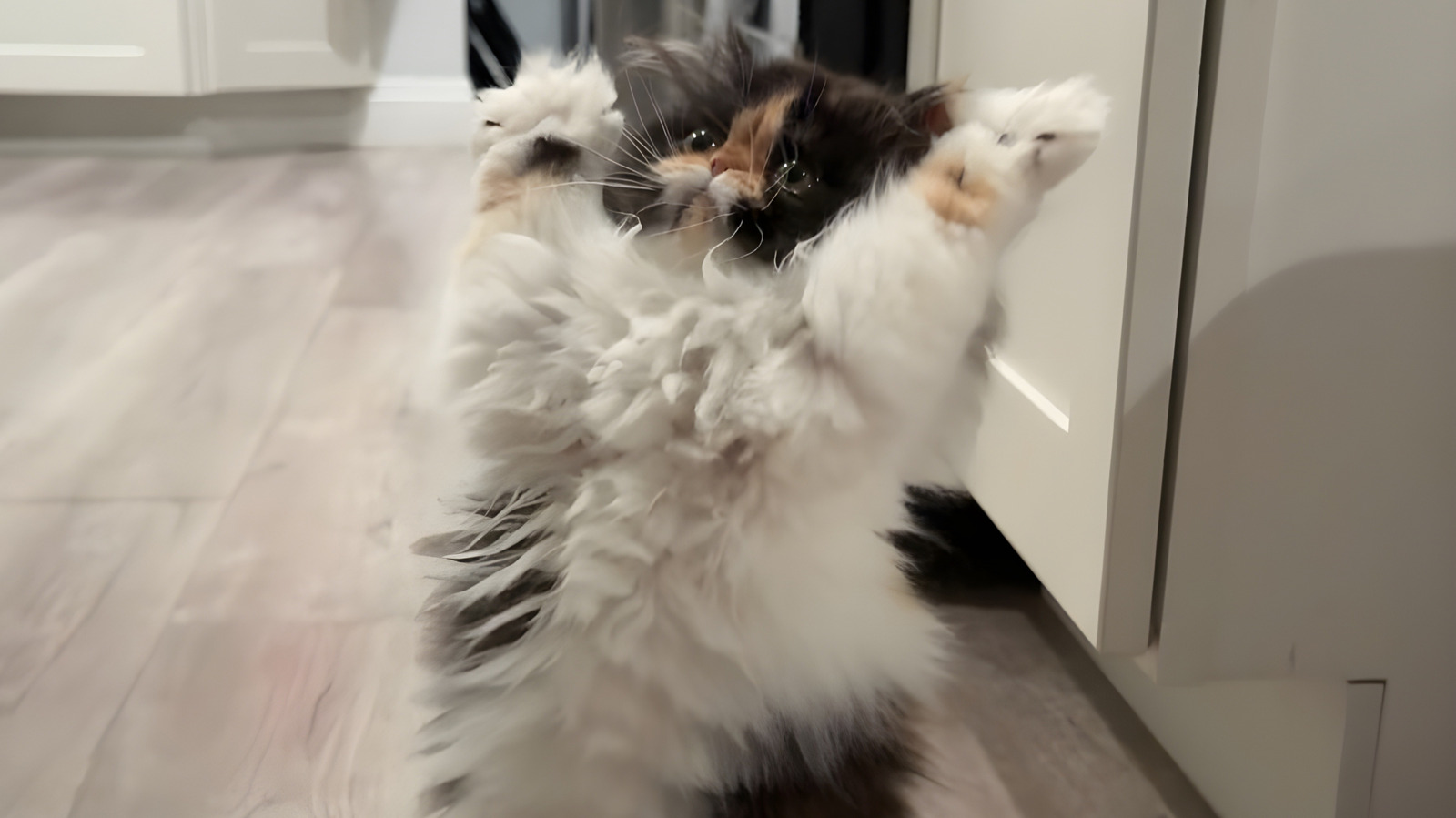 Tiny Calico Kitten Scares Her Cat Brother With The Cutest Little ...