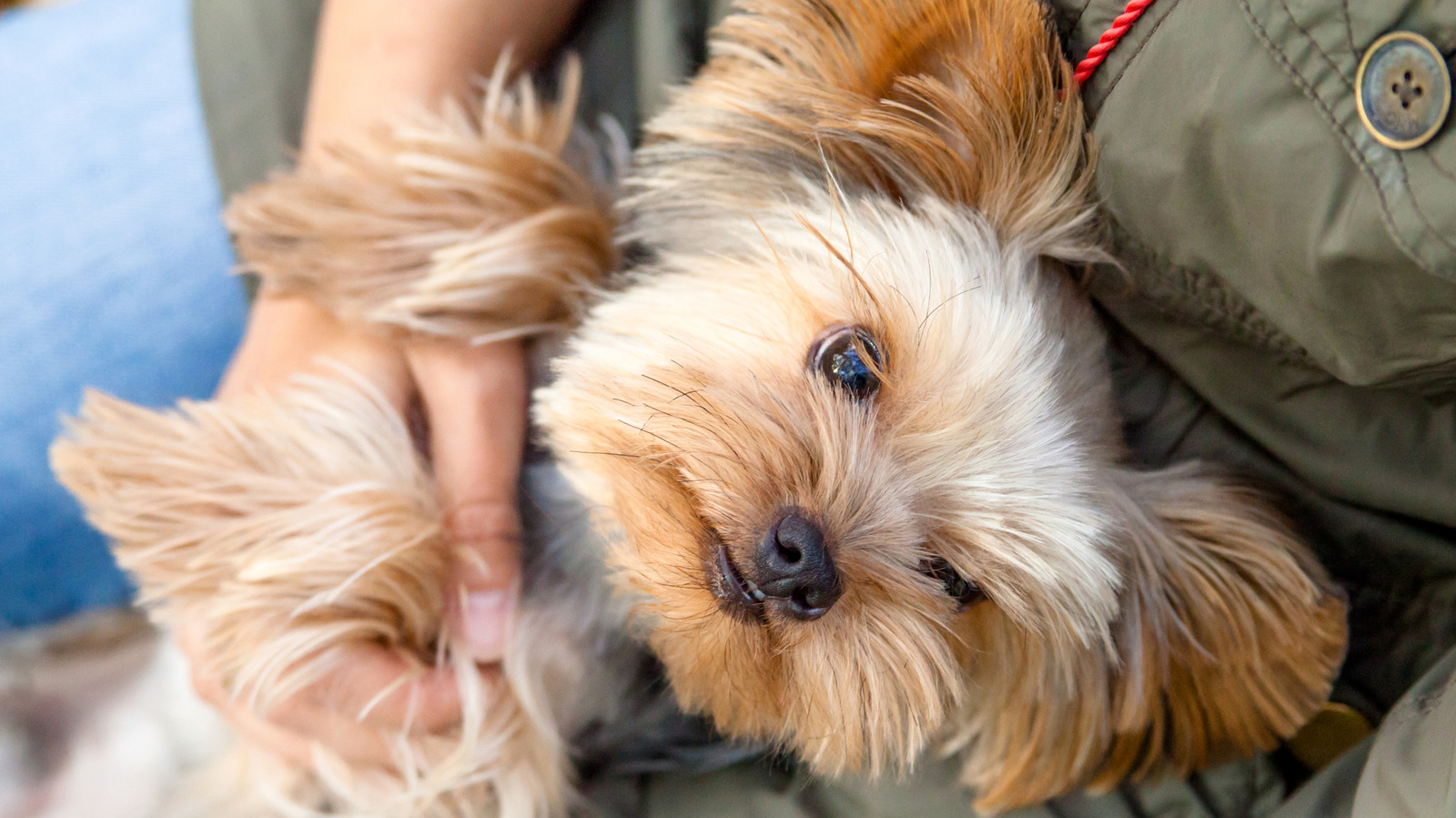 Tiny Yorkie Protects His '90-Year-Old Bestie' Like The Cutest Little ...