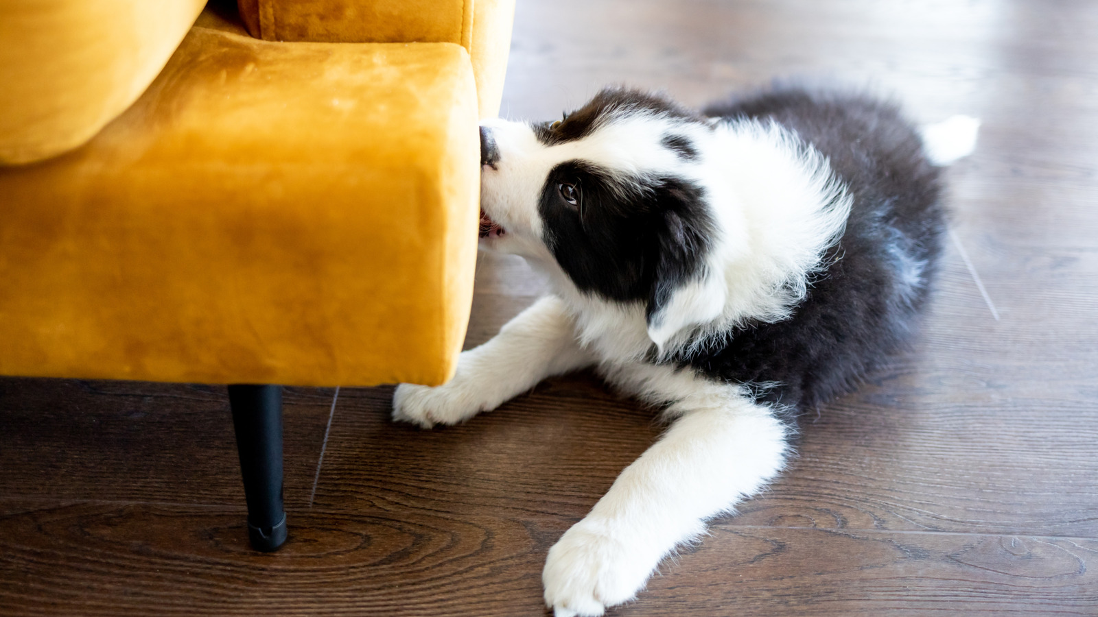 Two Ingredients In Your Kitchen Can Discourage Dogs From Chewing Furniture