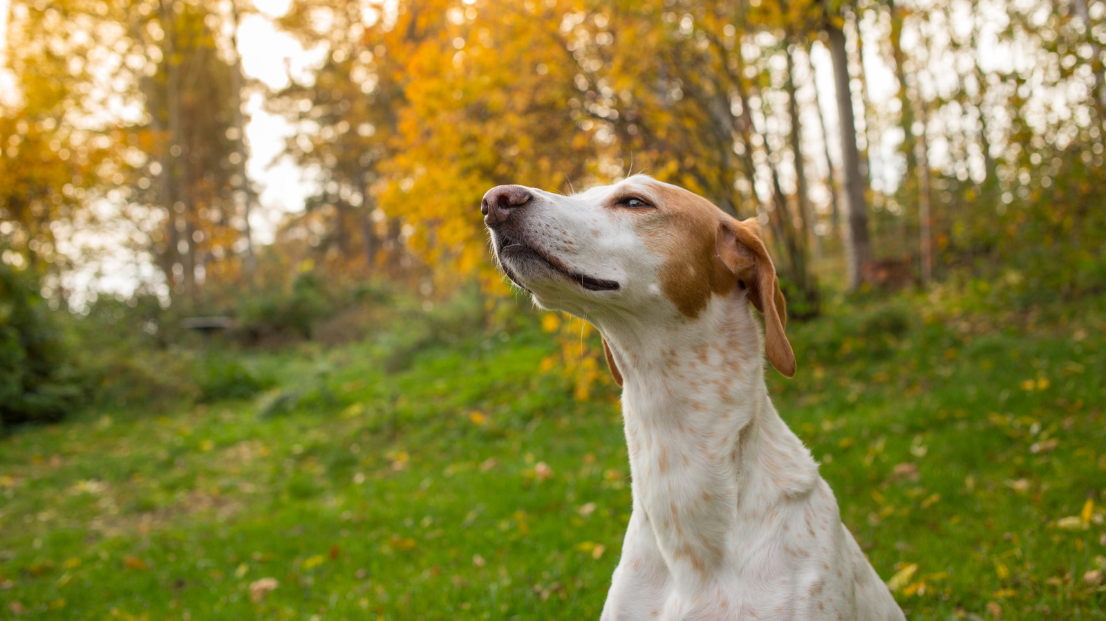 Unexpected Things Researchers Suspect Dogs Can Smell That Humans Can't