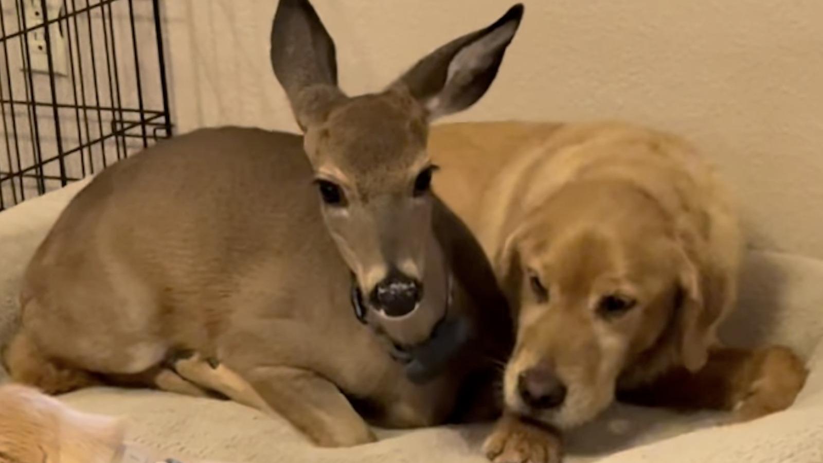 Viral Video Of Golden Retriever & Deer Snuggling Might Not Be As Sweet ...