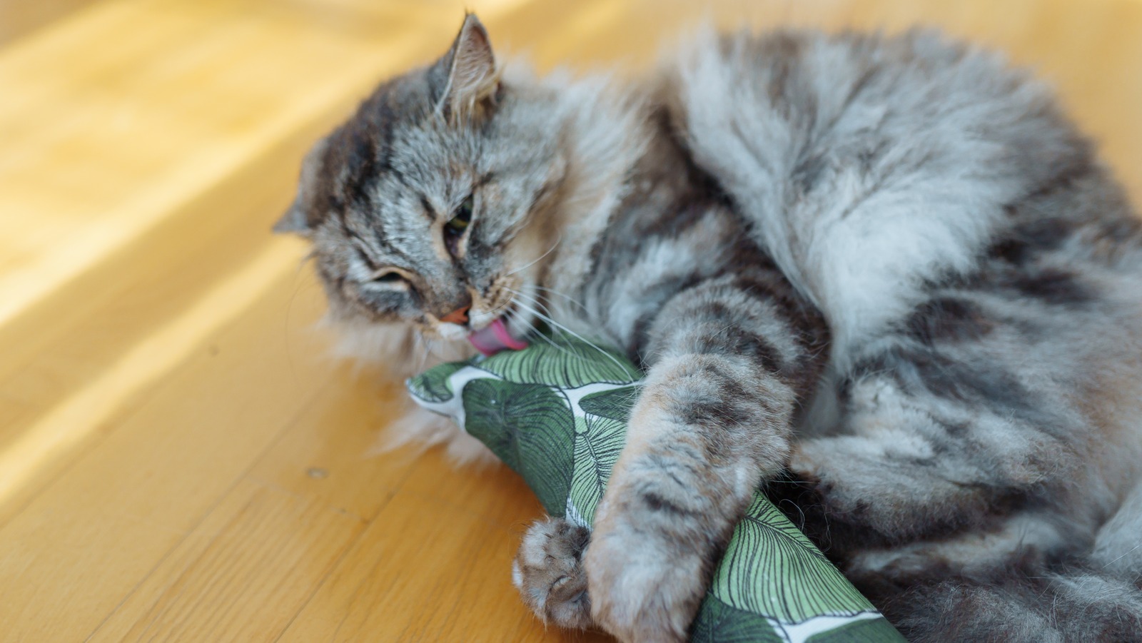 Warning Signs Your Cat Enjoyed Too Much Catnip