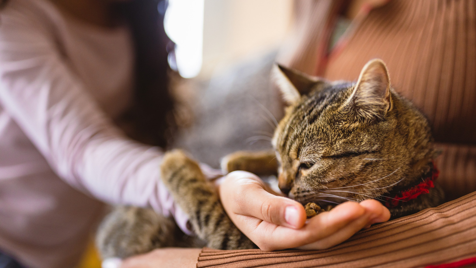 Warning: These Cat Diseases Can Spread To Humans - Here's What To Watch For