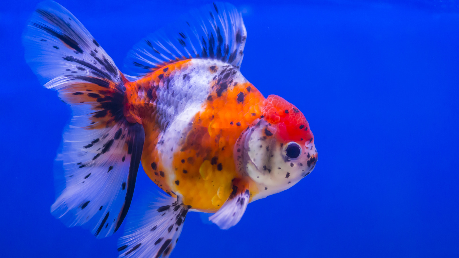 What Are The Causes Of Brown Skin Spots On Goldfish?