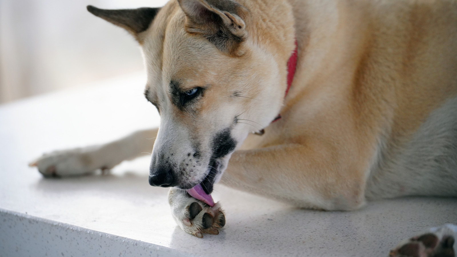 What Does It Mean When Dogs' Feet Smell Like Corn Chips? Here's When To ...