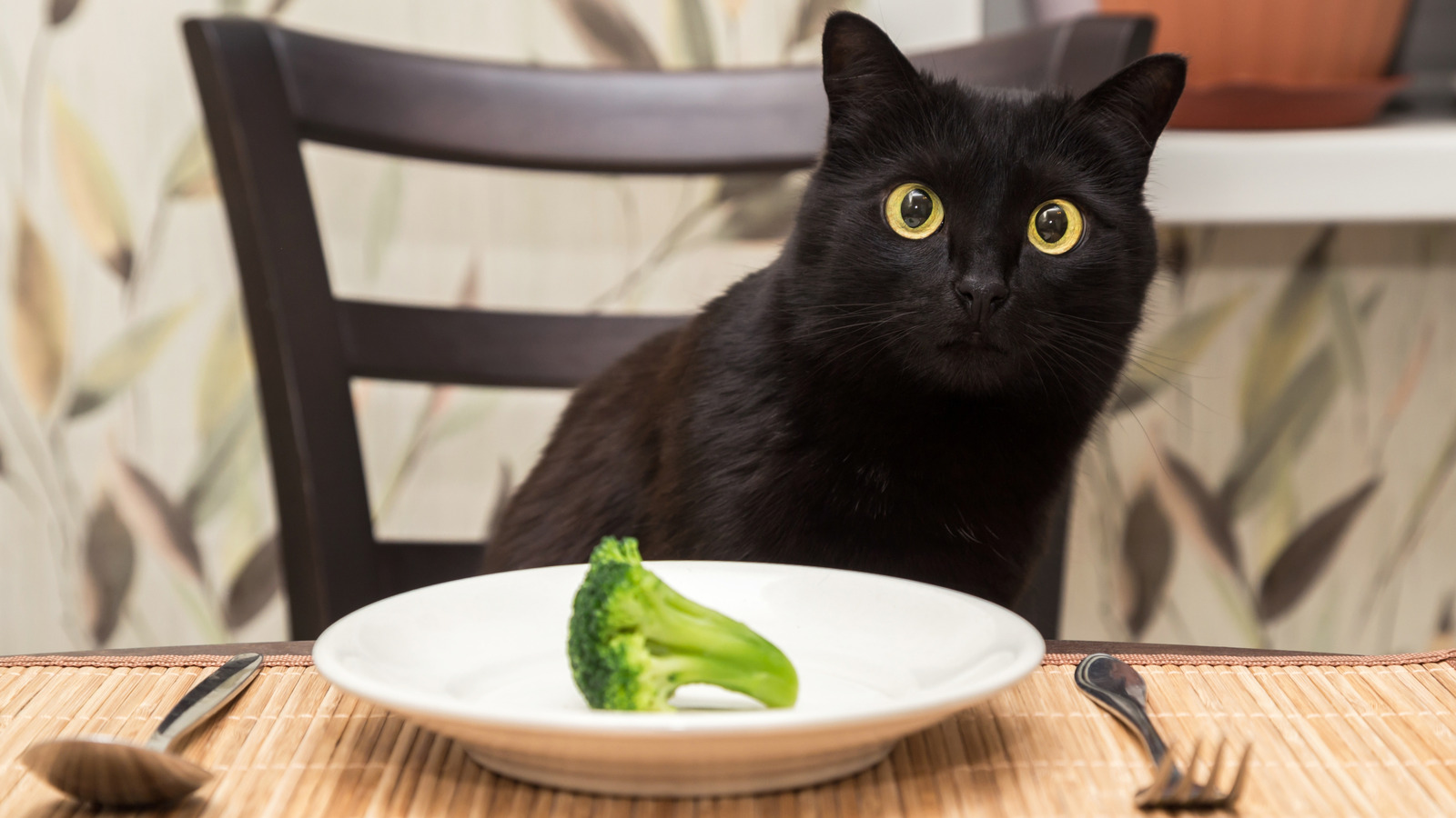 What Happens When Cats Eat Broccoli (And Is It Safe?)