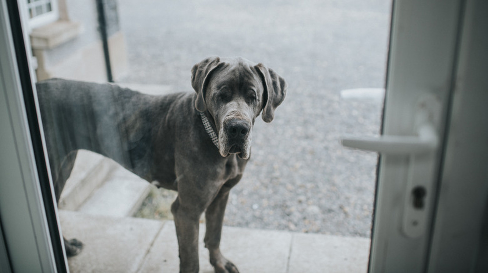 What Is The Difference Between Medium And Large Breed Dogs?