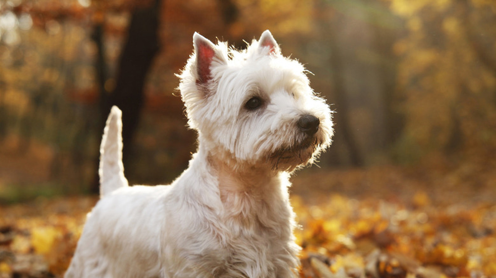 Westie dog store