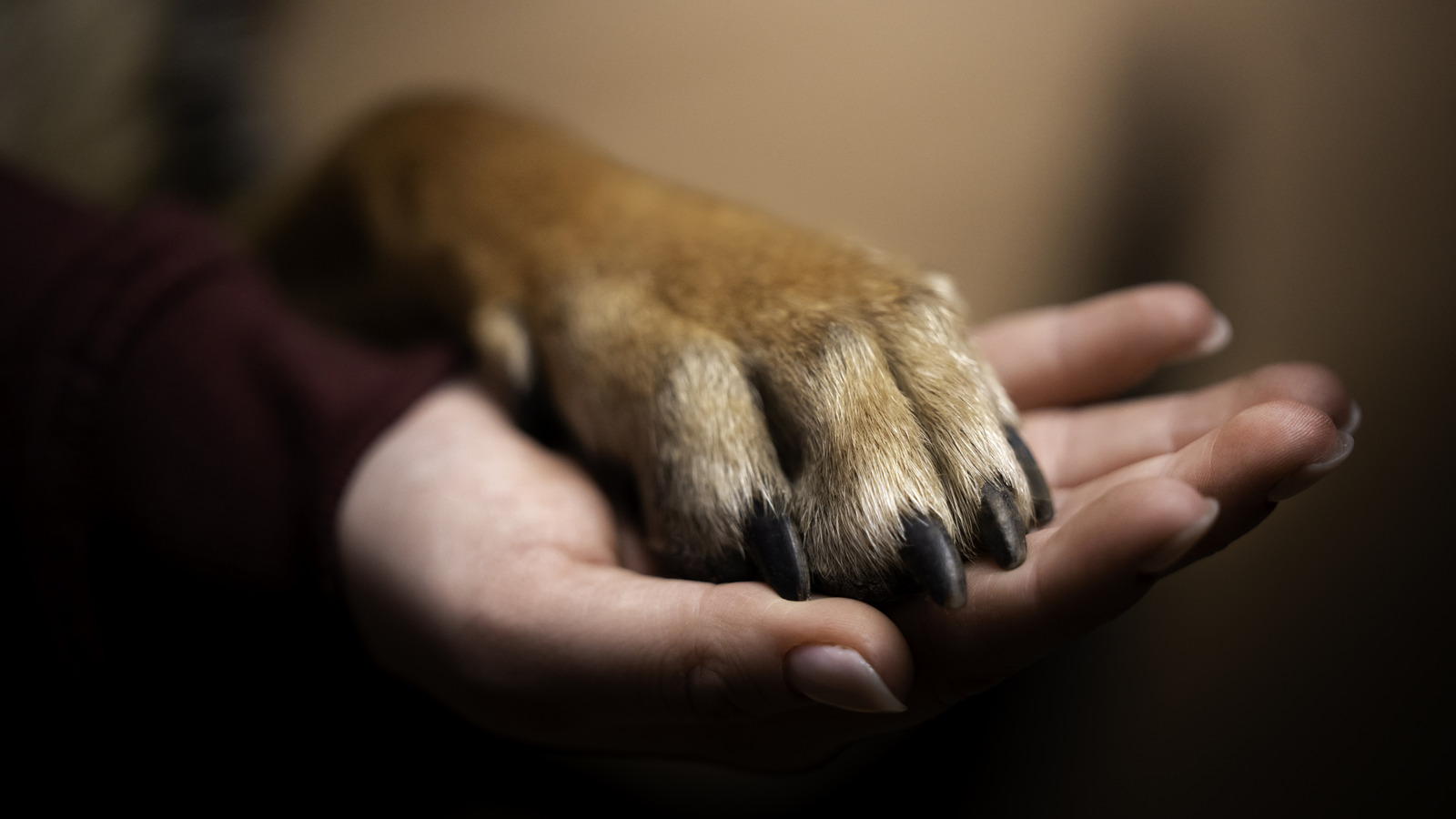 What It Means If There Is A Lump On A Dog's Paw