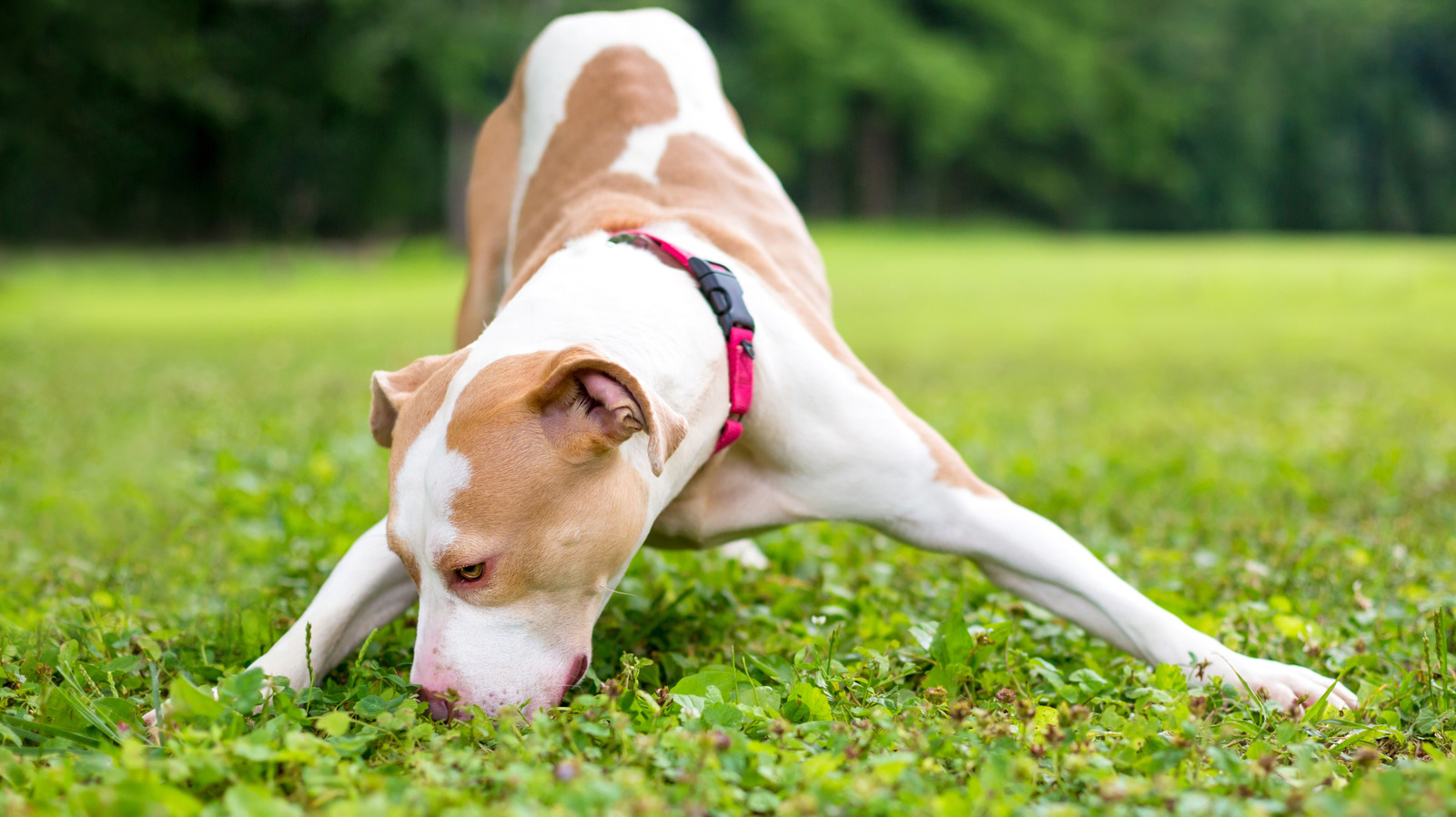 What It Means When Your Dog Eats Poop (And How To Prevent It)