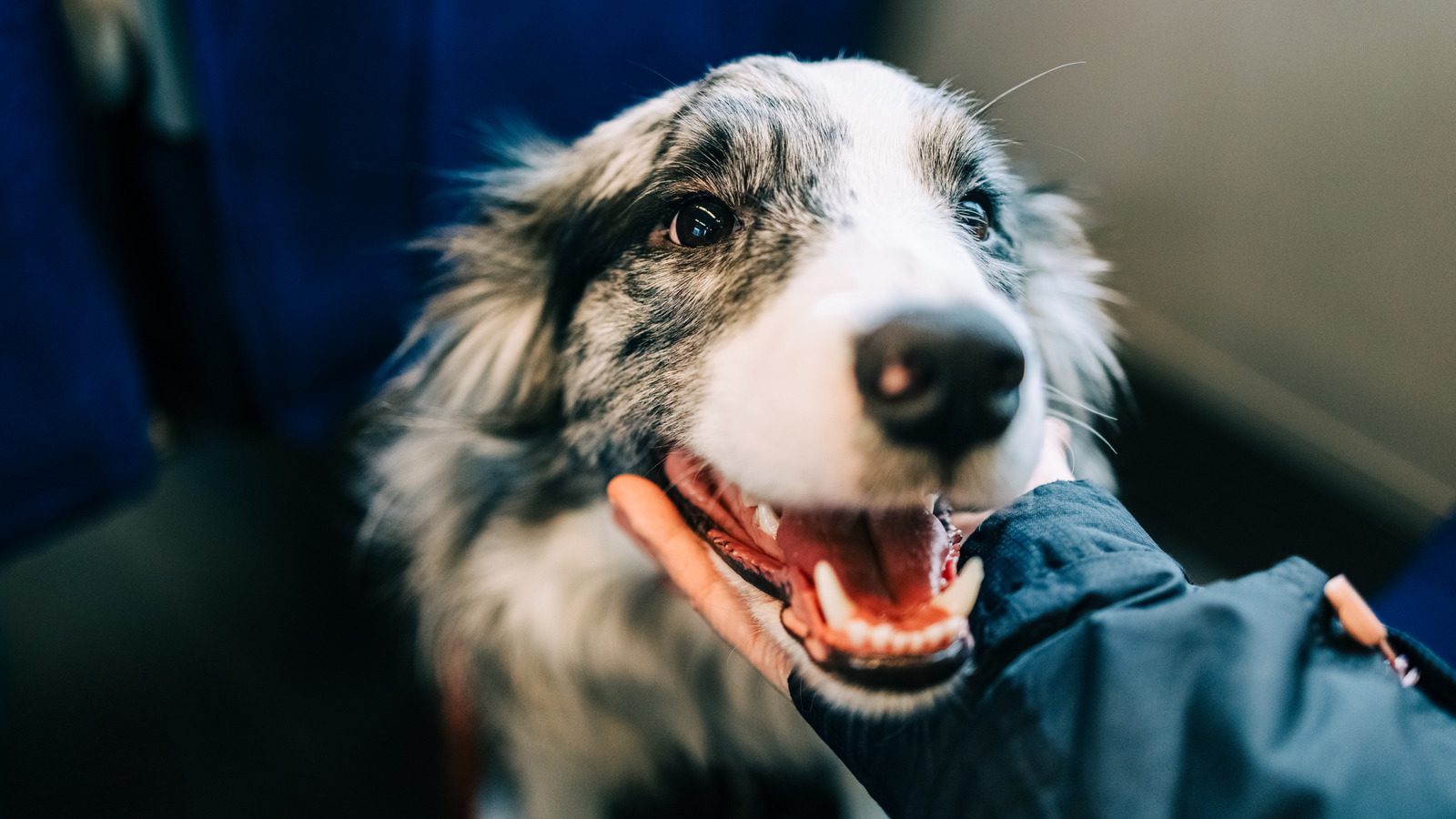 What It Means When Your Dog's Jaw Is Quivering (And How To Fix It)