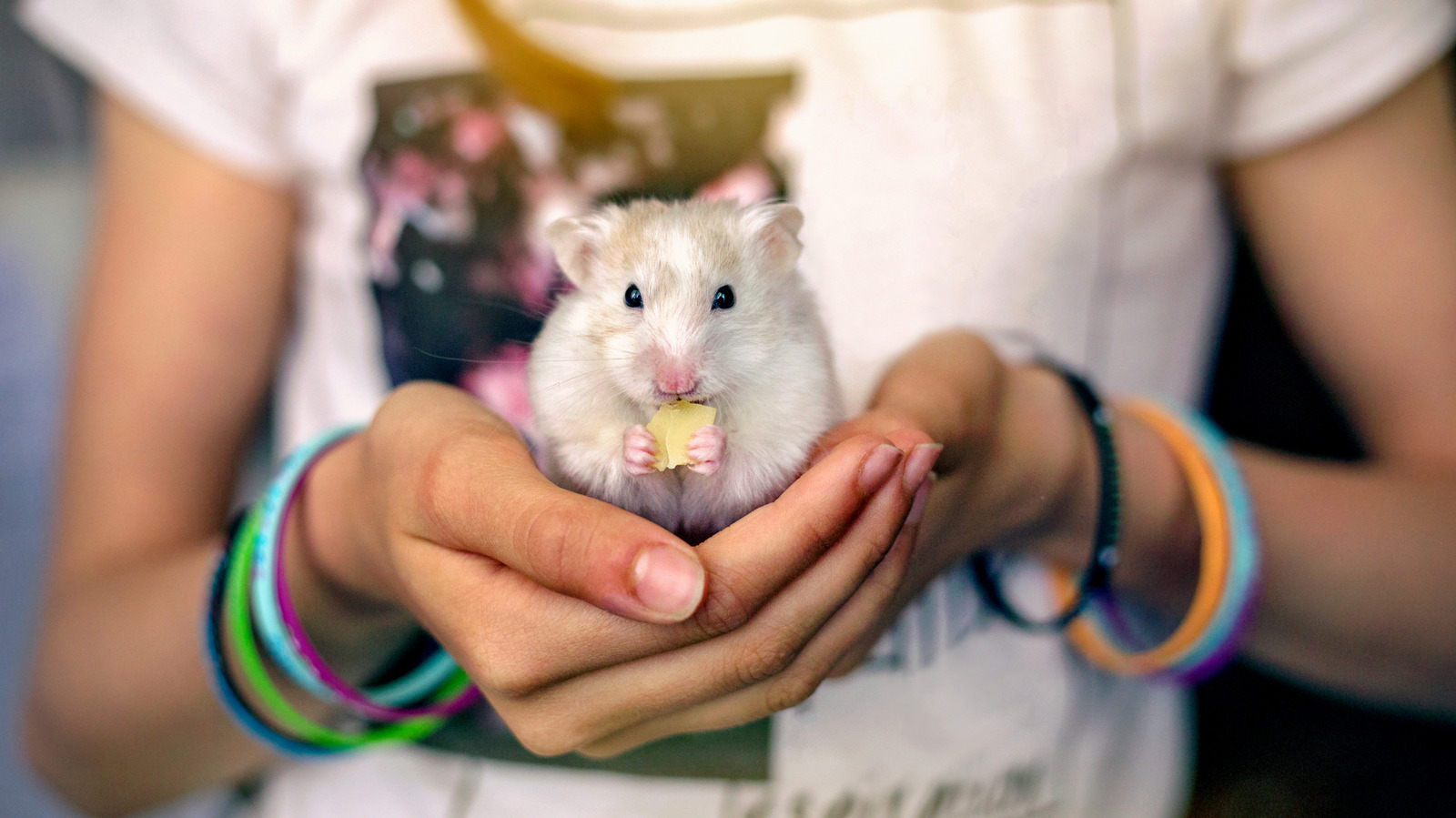 What It Might Mean If Your Pet Hamster Has Matted Fur (And When To Worry)