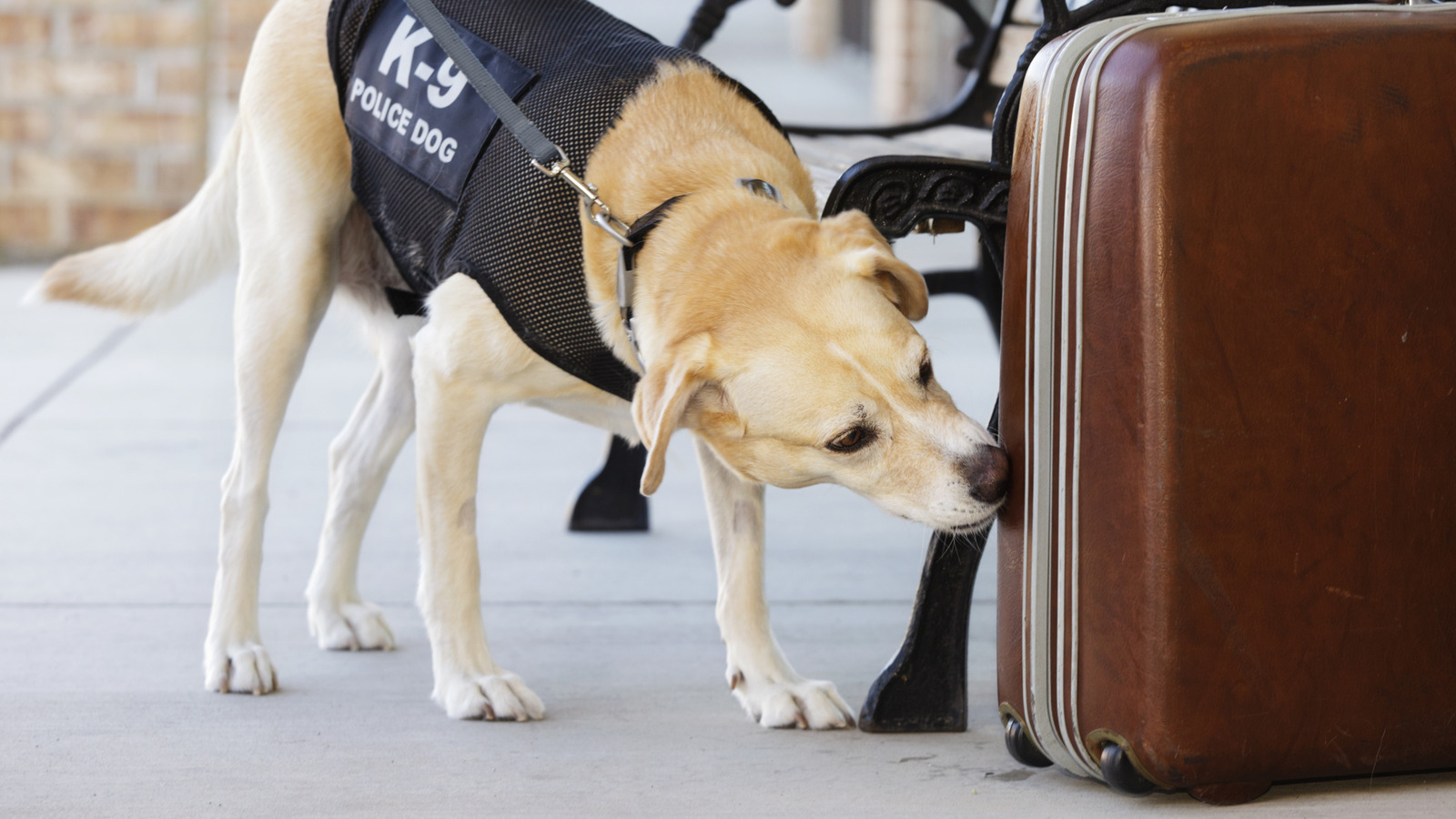 What Life Is Really Like For Police Dogs