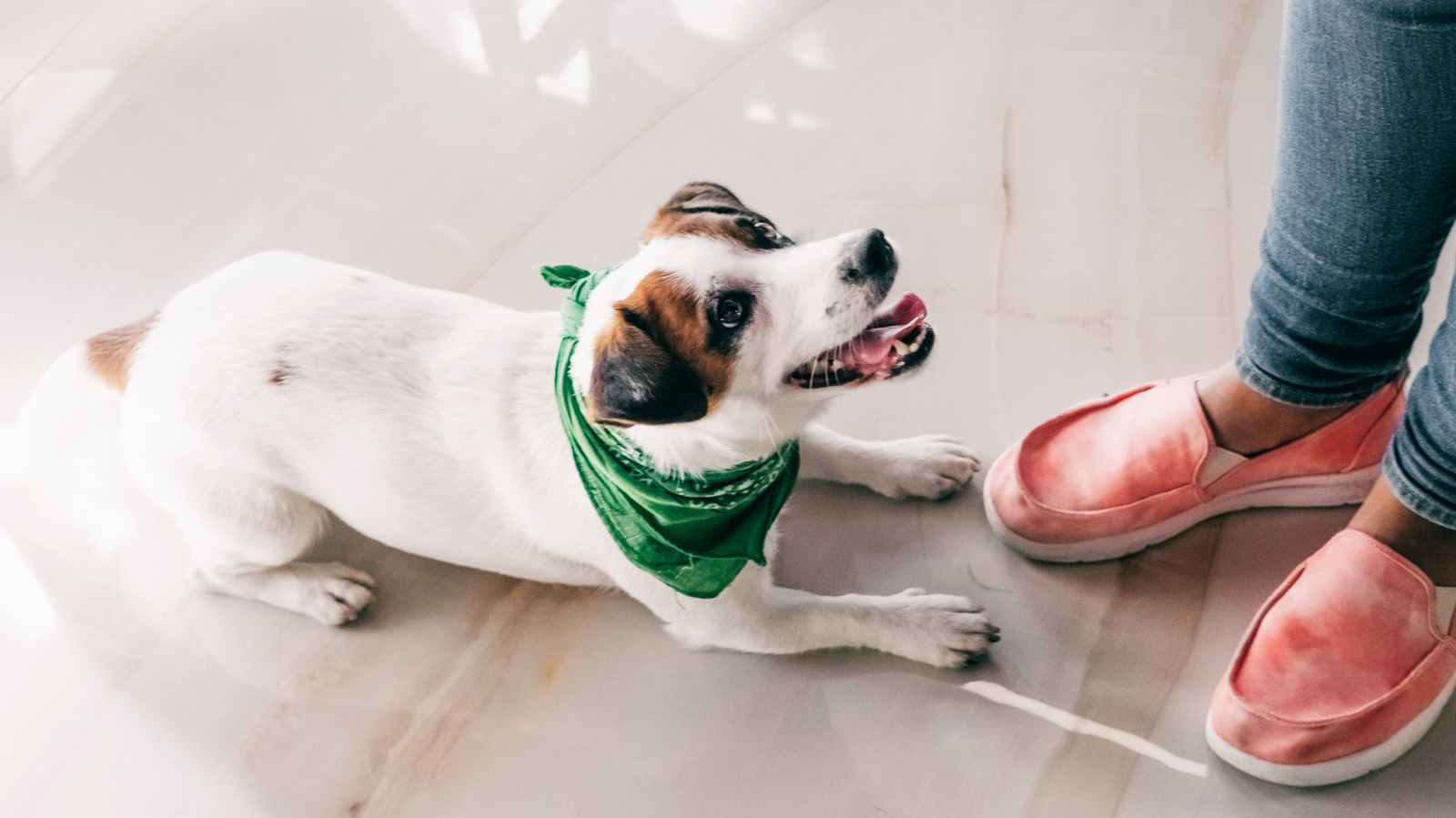 What To Do When Your Dog Throws A Tantrum, According To Our Dog Trainer