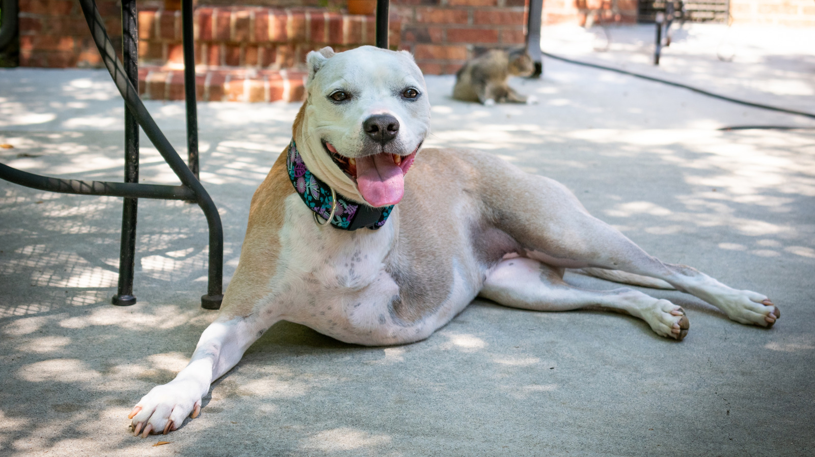 What To Expect When Adopting A Three-Legged Dog