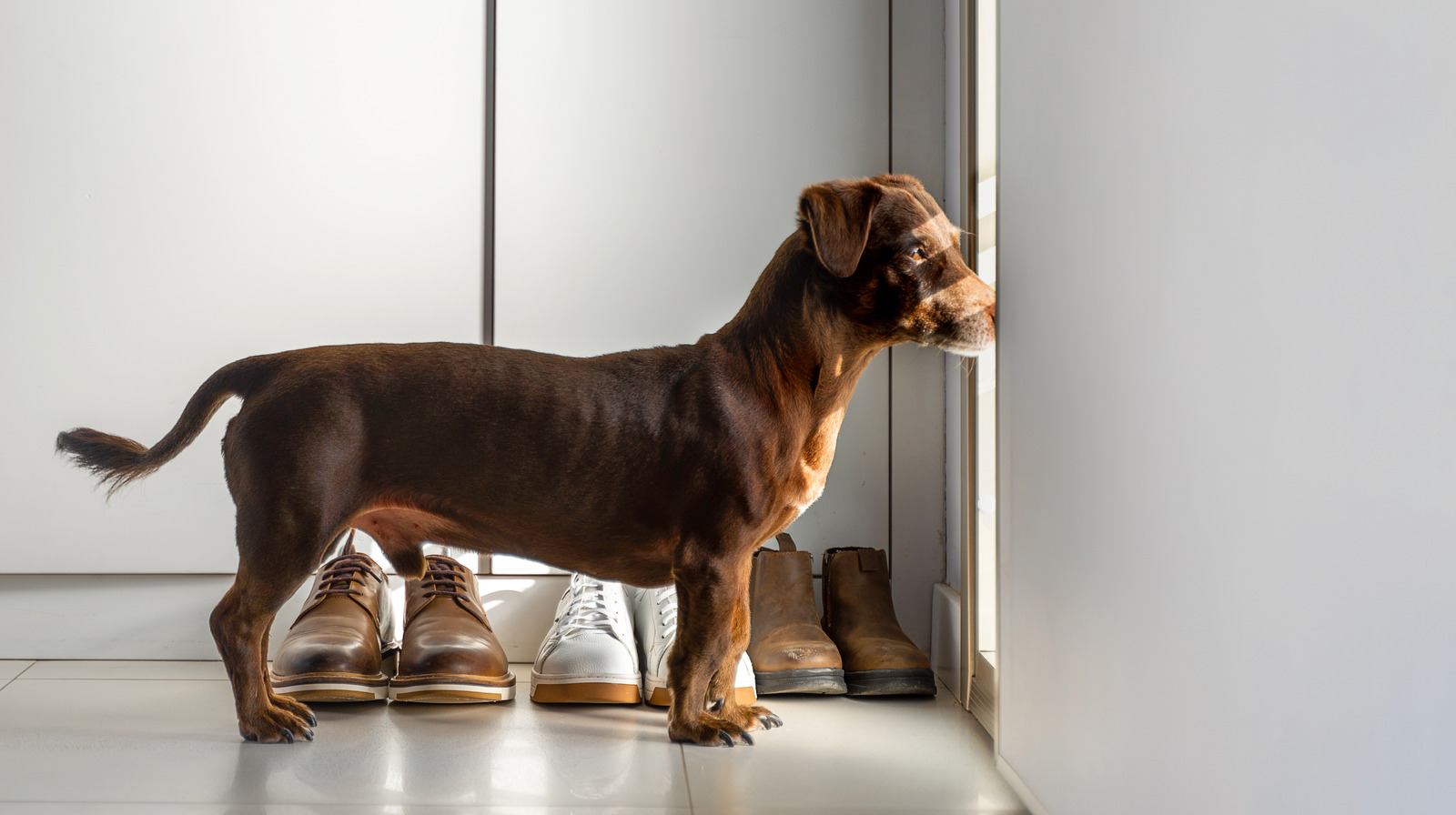 What Your Pets Are Secretly Doing At Home While You're At Work