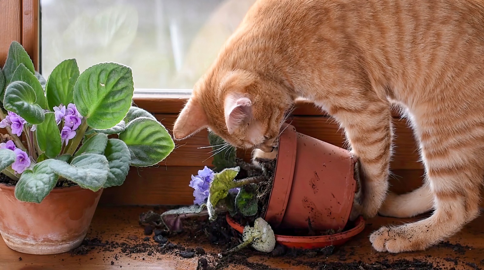 Why Cat Owners Should Put Citrus Peels Around Their Houseplants