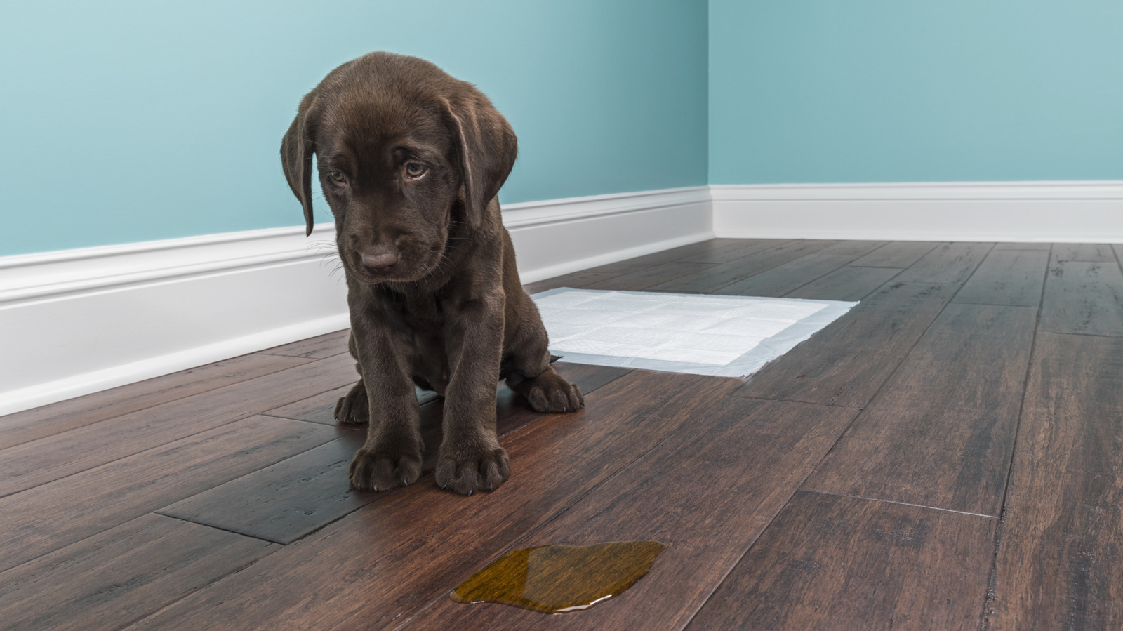 Why Do Puppies Drink Their Urine?