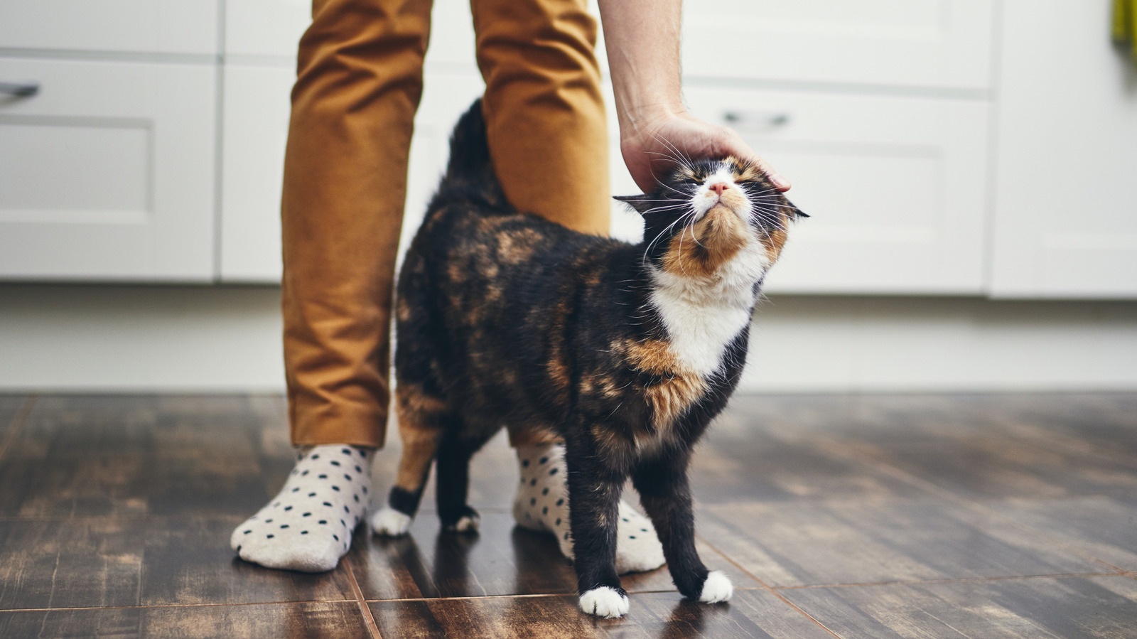 Why Your Cat Follows You Everywhere (And When To Be Concerned)