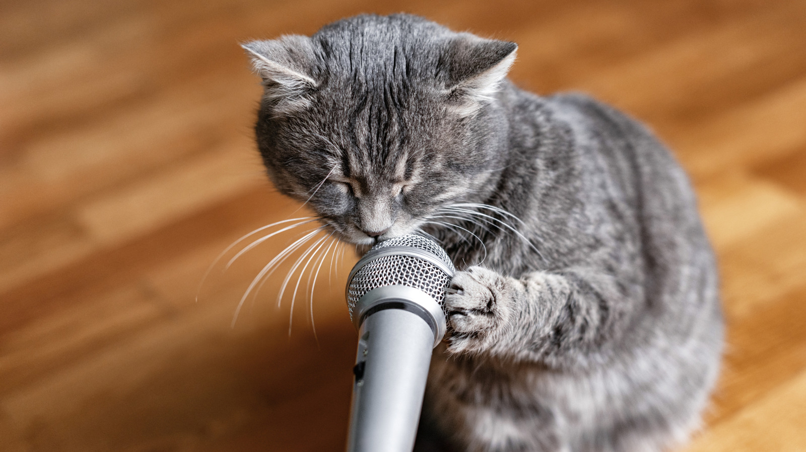 Why Your Cat Loves Singing With You