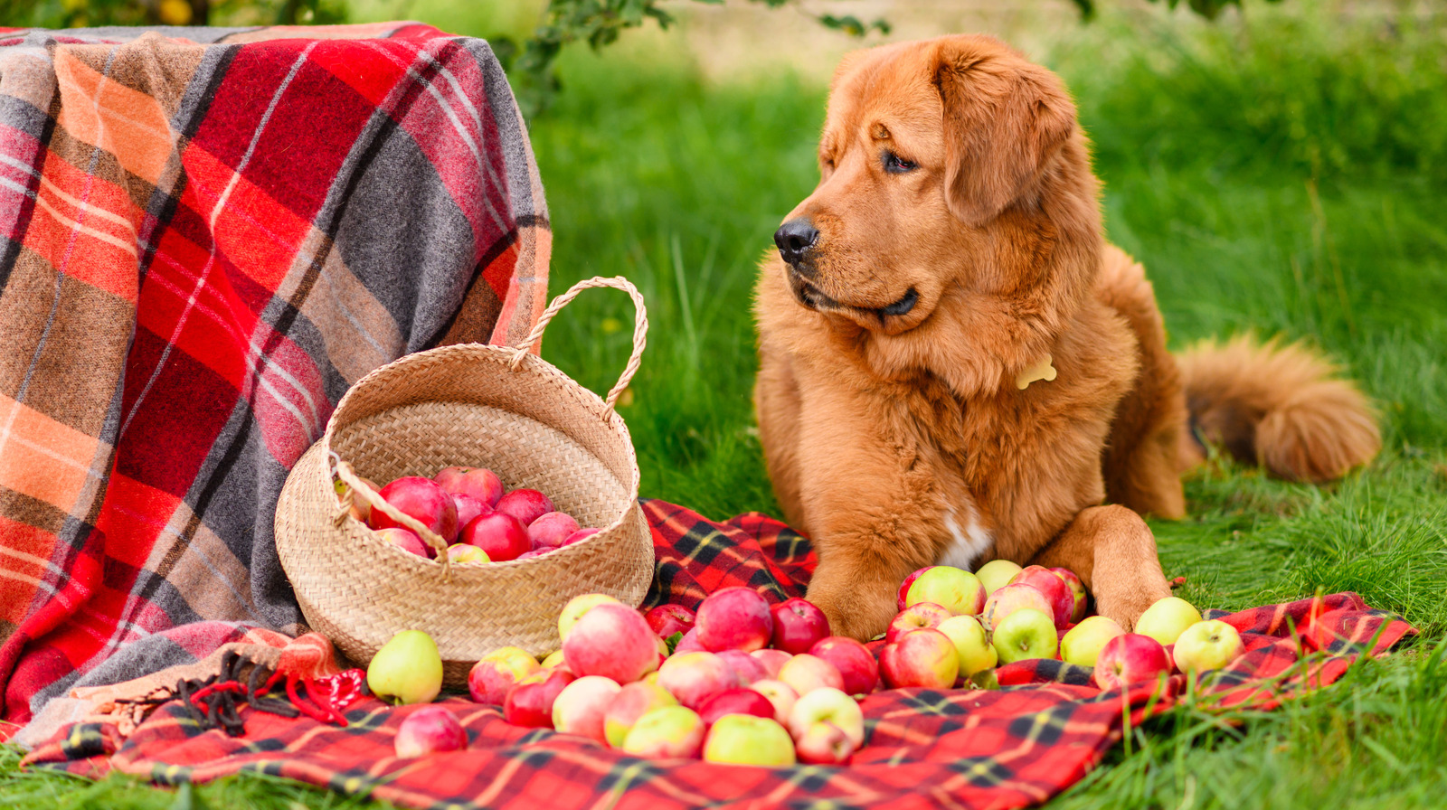 Yes, You Can Feed Your Dog Apples (But Remember To Do This First)