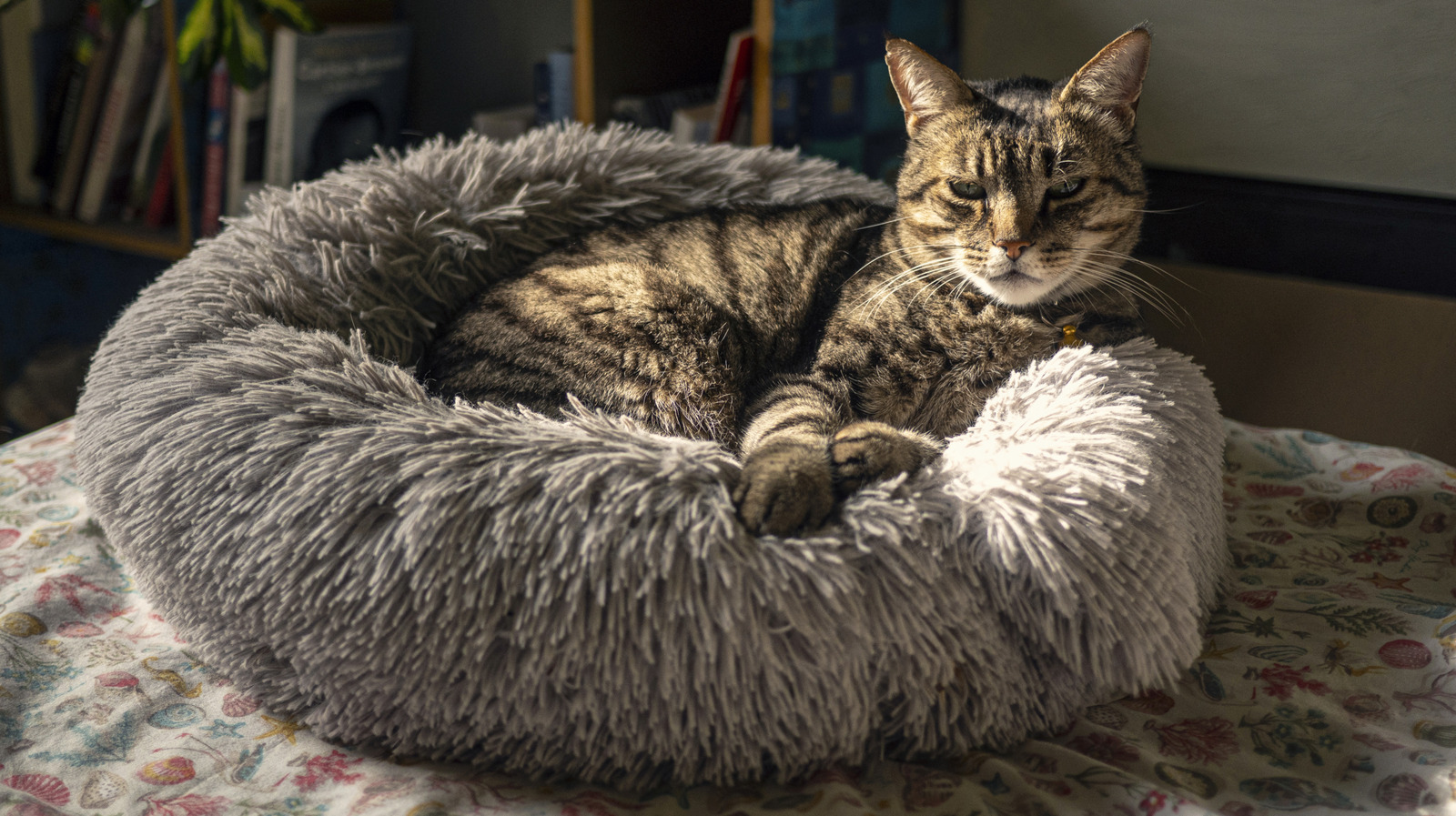 You Can Use A Pool Noodle To DIY An Affordable Pet Bed