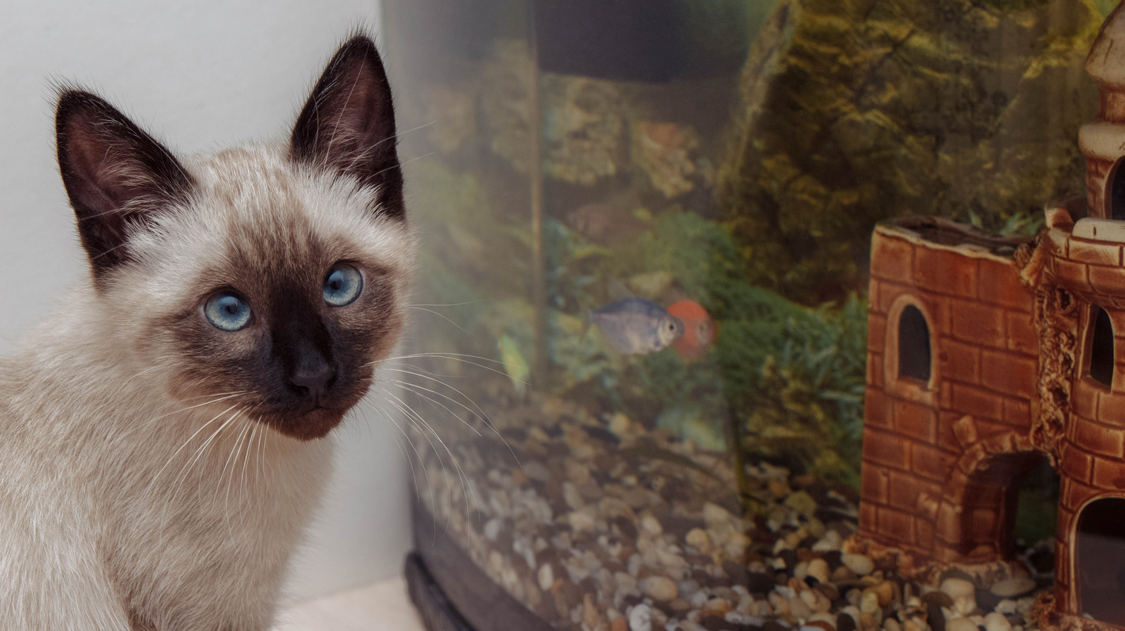 Your Cat Doesn't Need To Touch Your Fish To Cause Them Pain