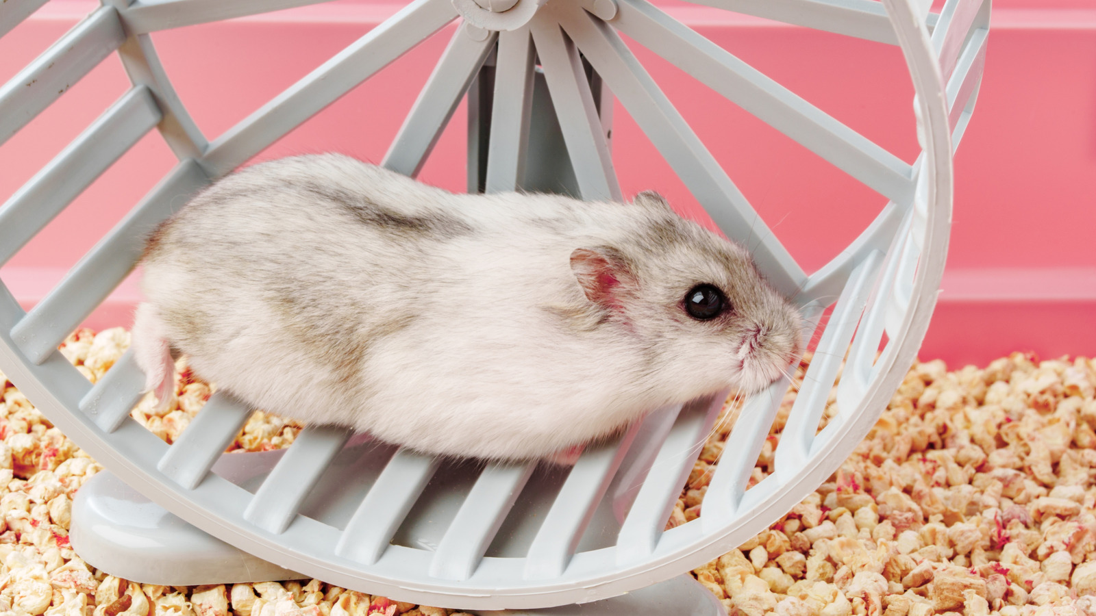 How Often You Should Wash A Hamster Wheel